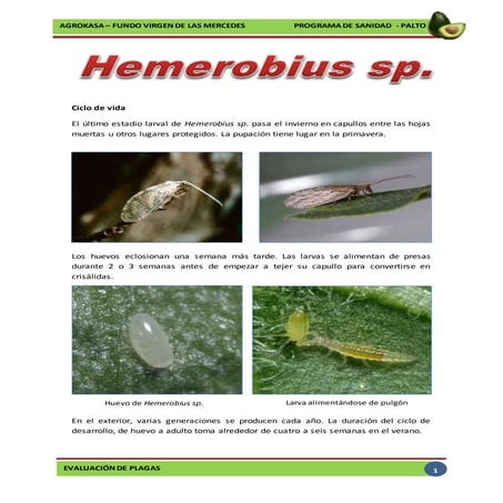 Hemerobius | DOCX