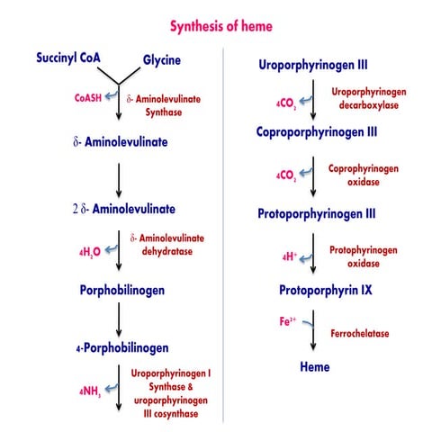 HEME METABOLISM MUHAMMAD MUSTANSAR