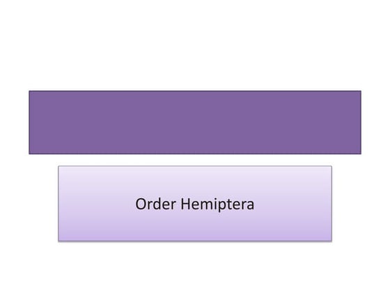 Tabanidae species - tabanus | PPT