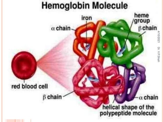 Structure and function of hemoglobin | PPT