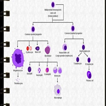Hemophagocytic lymphohistiocytosis (hlh), Langerhans cell histiocytosis ...