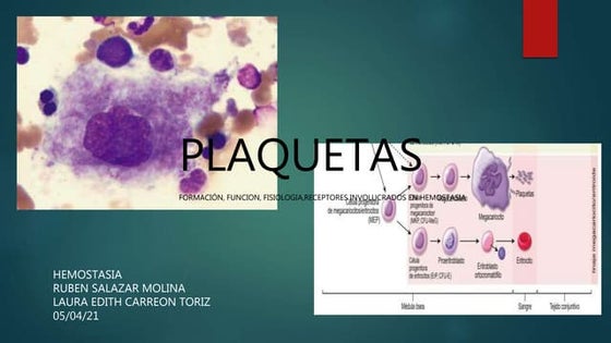 Histologia De Plaquetas Plaquetas: Histología Y Función | Kenhub
