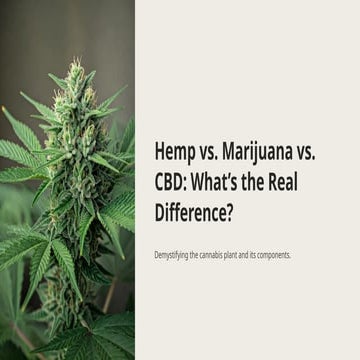 Hemp vs Marijuana vs CBD & Whats the Real Difference | PPTX