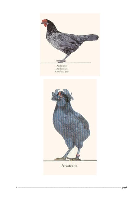 Animal terminology | PPT | Birds | Pets