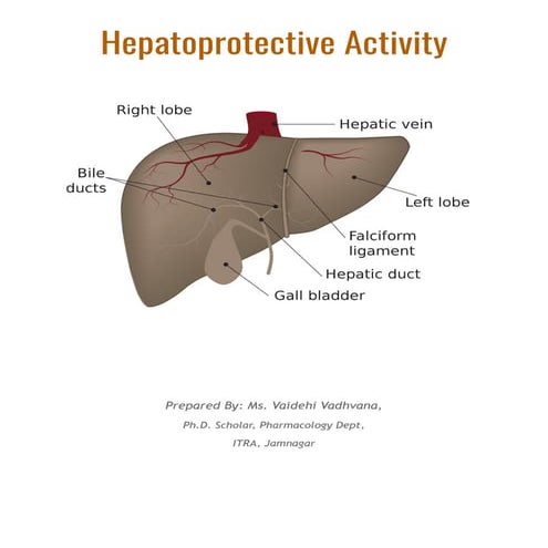 Hepatoprotective Activity | PDF