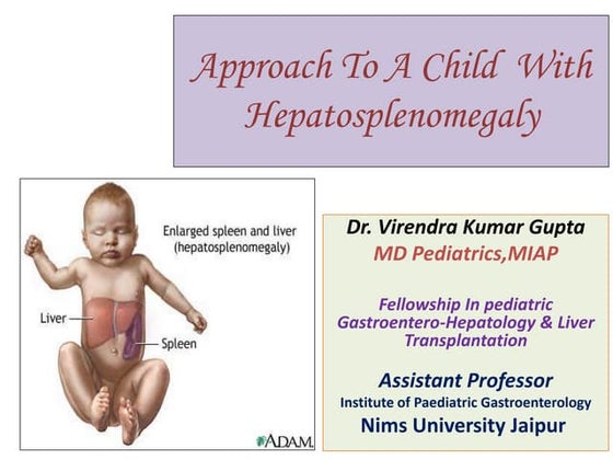 Harrison sulcus | PDF