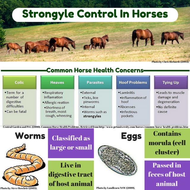 Strongyle Control in Horses | PDF