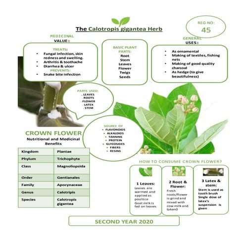 Herbal Plant infographic Calotropis gigantea | DOCX