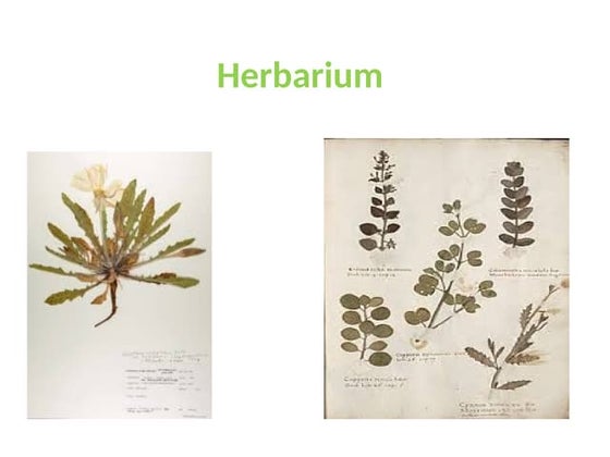 Herbarium Techniques | PPT