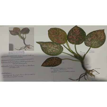 Herbarium336no20patnaree | PDF