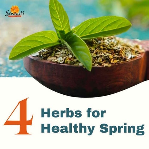 Herb for Healthy Spring - Welcome the season of renewal with vitality ...