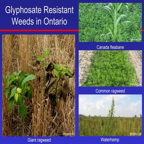 Herbicide Resistant Weeds - Peter Sikkema - 3 | PDF