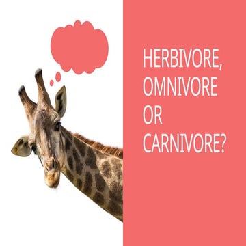 Herbivore, Omnivore or Carnivore Quiz Presentation in Pink Photographic ...