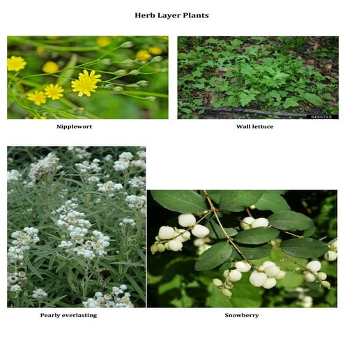 Herb Layer Plants.pdf
