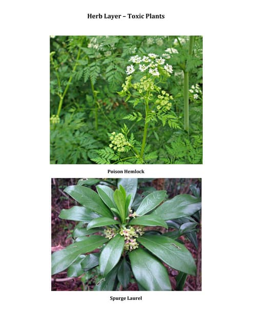 Herb Layer Plants.pdf | Gardening | Home & Garden