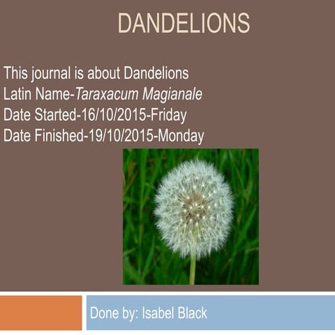 Herbology Y3 Final Project-Dandelions | PPT
