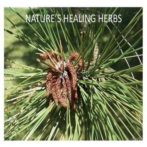 Healing Herbs - Final | PPTX