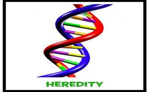 Introduction to Genetics.ppt | Gardening | Home & Garden