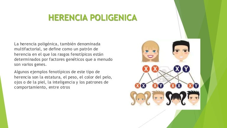 Herencia poligenica