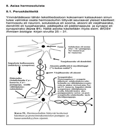 Hermosolun toiminta | PDF