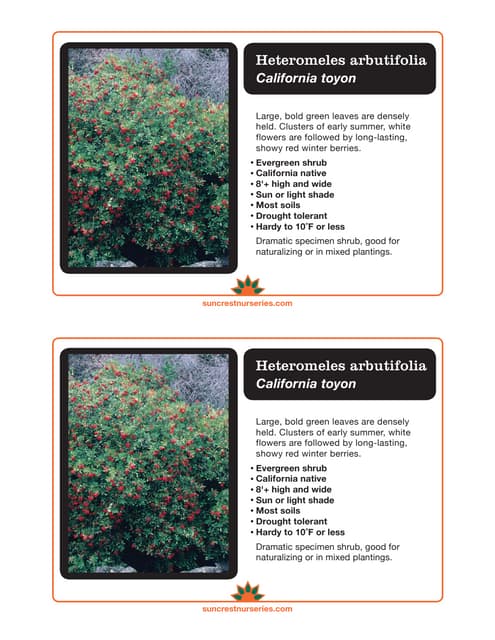 Ceanothus ray hartman label | PDF