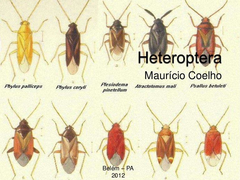 Heteroptera