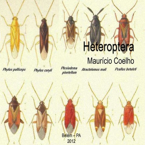 Heteroptera | PPTX