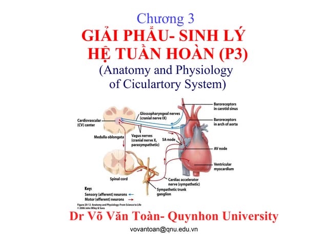 Tim mạch Điều hòa tim mạch - sinh lý học - YYDS | PDF