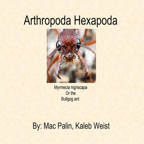 Hexapoda Examples