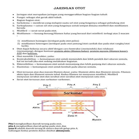 jaringan otot | PDF