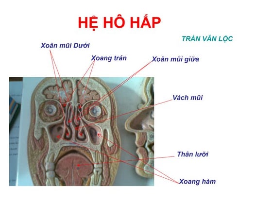 Giai phau he sinh duc | PPT