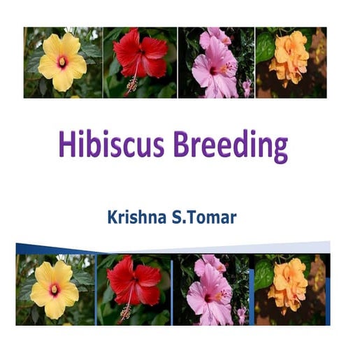 Hibiscus Breeding-converted.pptx123.pptx