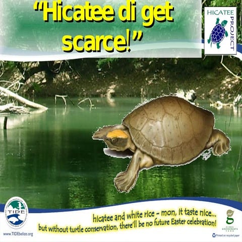 Hicatee Schools Presentation | PPT