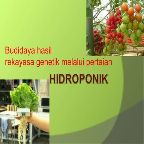 Hidroponik kelas 7.pptx
