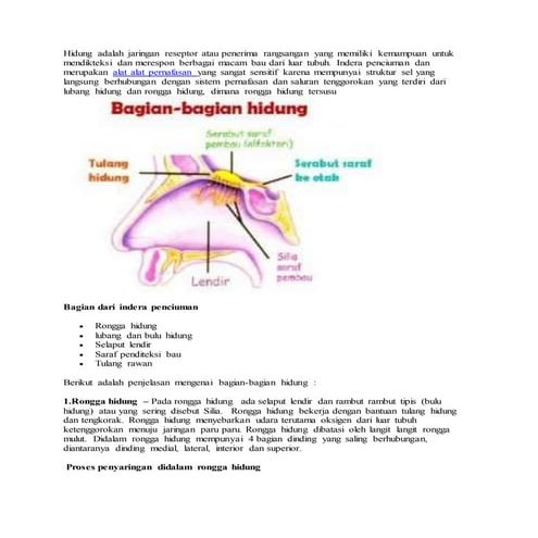 Anatomi hidung | PPT