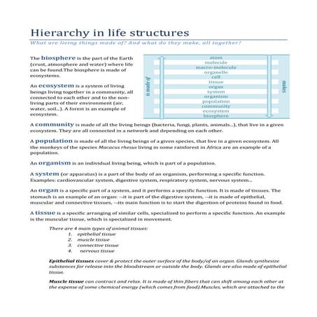 Hierarchy in life structures (text, 2nd version) | PDF | Brain and ...