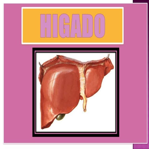 HIGADO. Anatomía macroscópica. U. Olmeca. | PDF