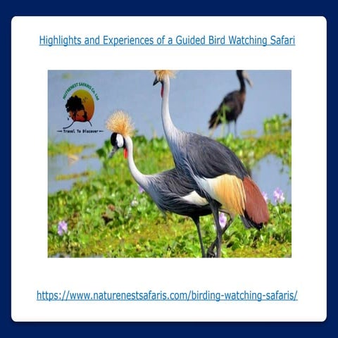 Highlights and Experiences of a Guided Bird Watching Safari.pptx