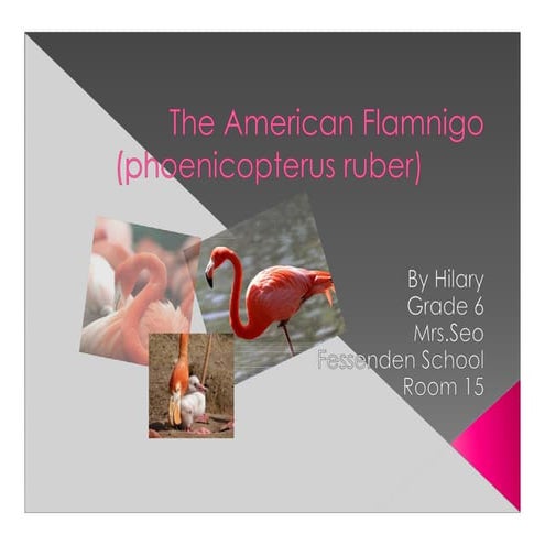 Flamingos | PPTX