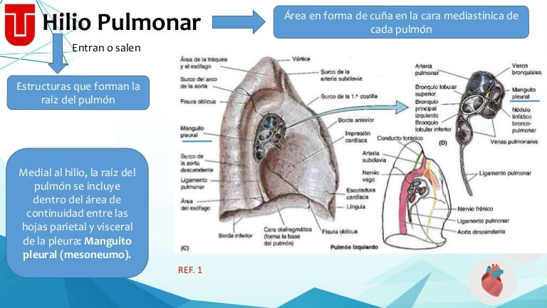 Hilio pulmonar