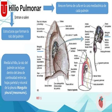 Hilio pulmonar | PPTX