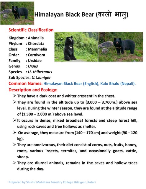 Ecological Description of Beared vulture | PDF