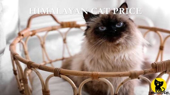 Cat price in India.pptx