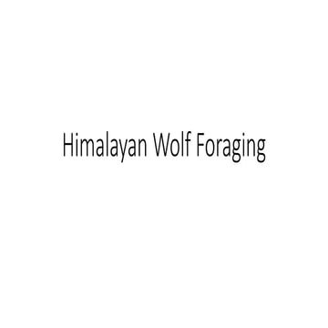 Himalayan Wolf Foraging.pptx