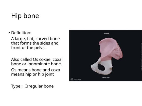 Hip bone (Gross Anatomy) | PPTX | Death, Injury, or Military Conflict ...