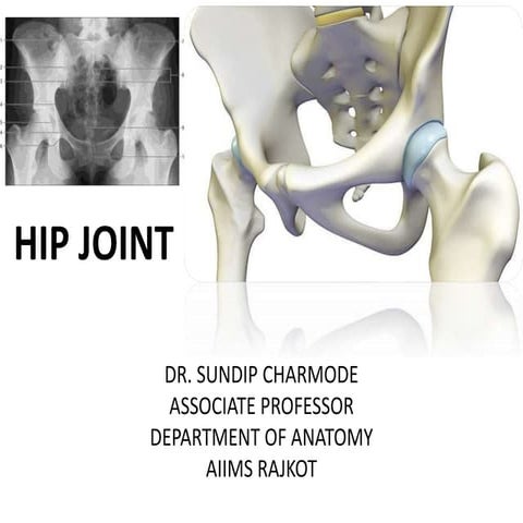 Hip joint anatomy | PPT