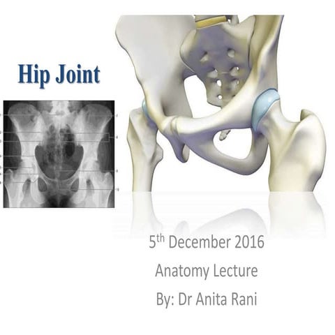 HipJoint attachment and action of muscles | PPTX