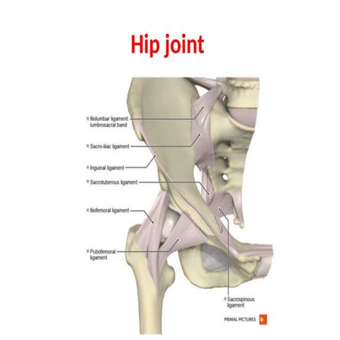 Hip joint anatomy | PPT