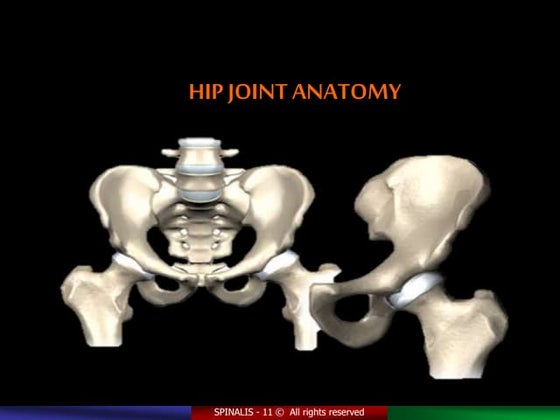 Hip joint anatomy | PPT