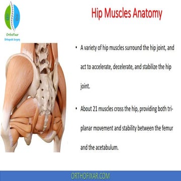 Hip muscles anatomy | PDF